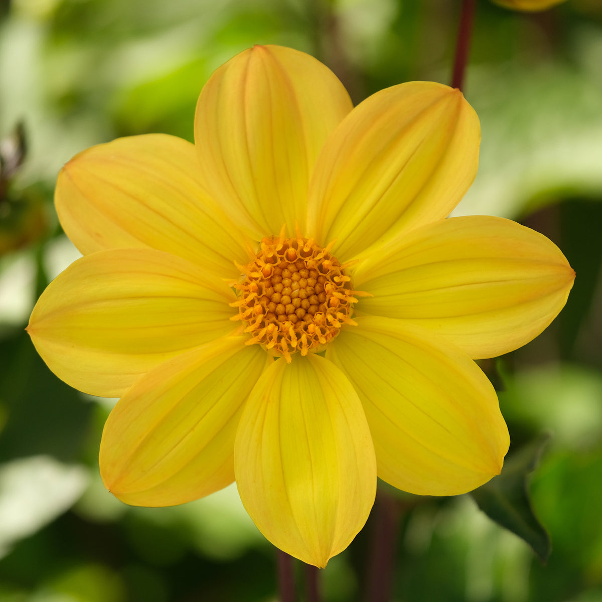 SIMONE GEERLINGS – Geerlings Dahlia