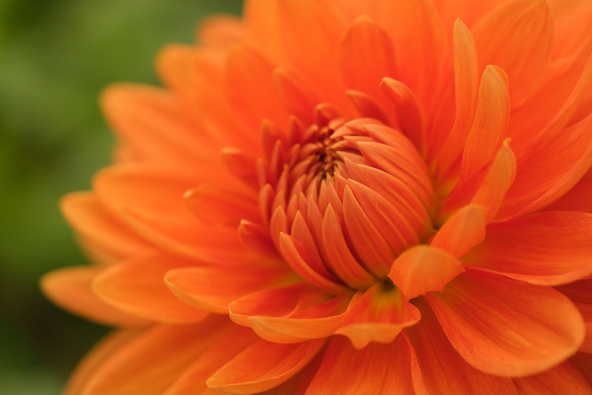 Medium decorative – Geerlings Dahlia