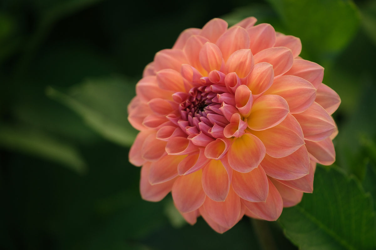 Nieuw in ons assortiment – Geerlings Dahlia