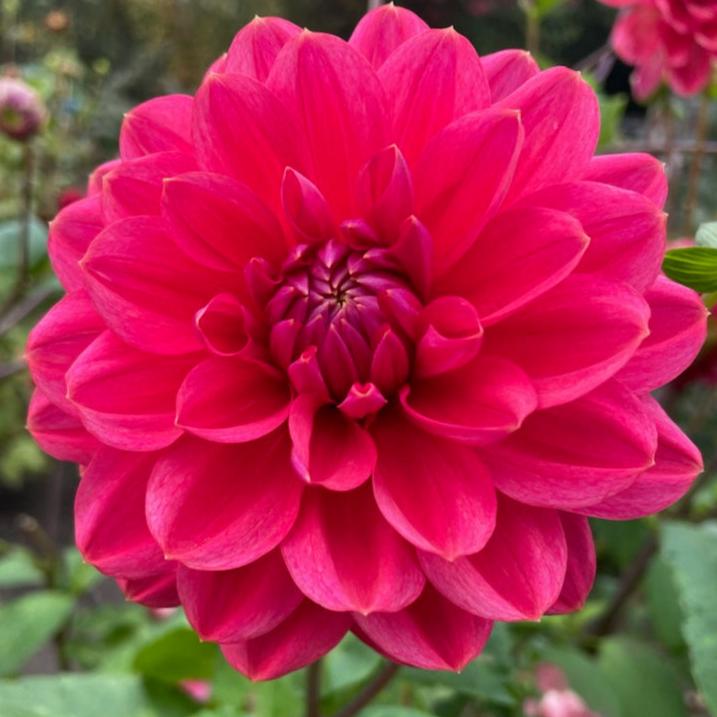 HAPET PINK LADY – Geerlings Dahlia