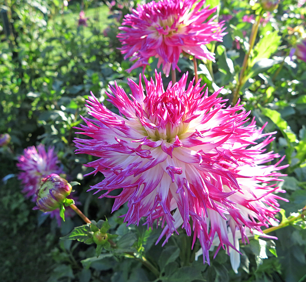 ANNA MARIE – Geerlings Dahlia