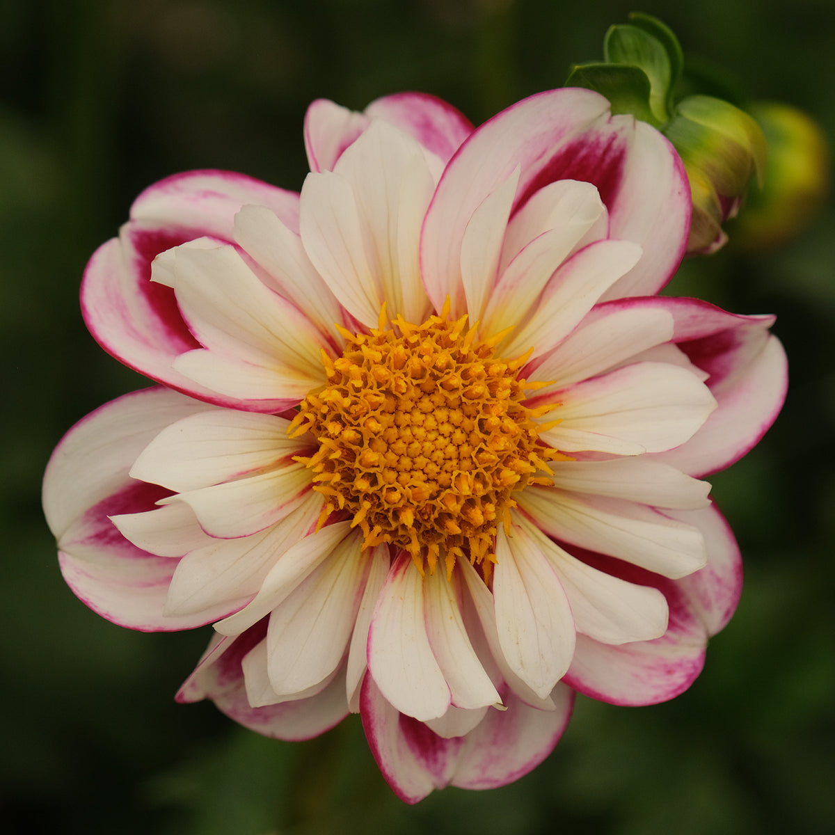 BUMBLE RUMBLE – Geerlings Dahlia