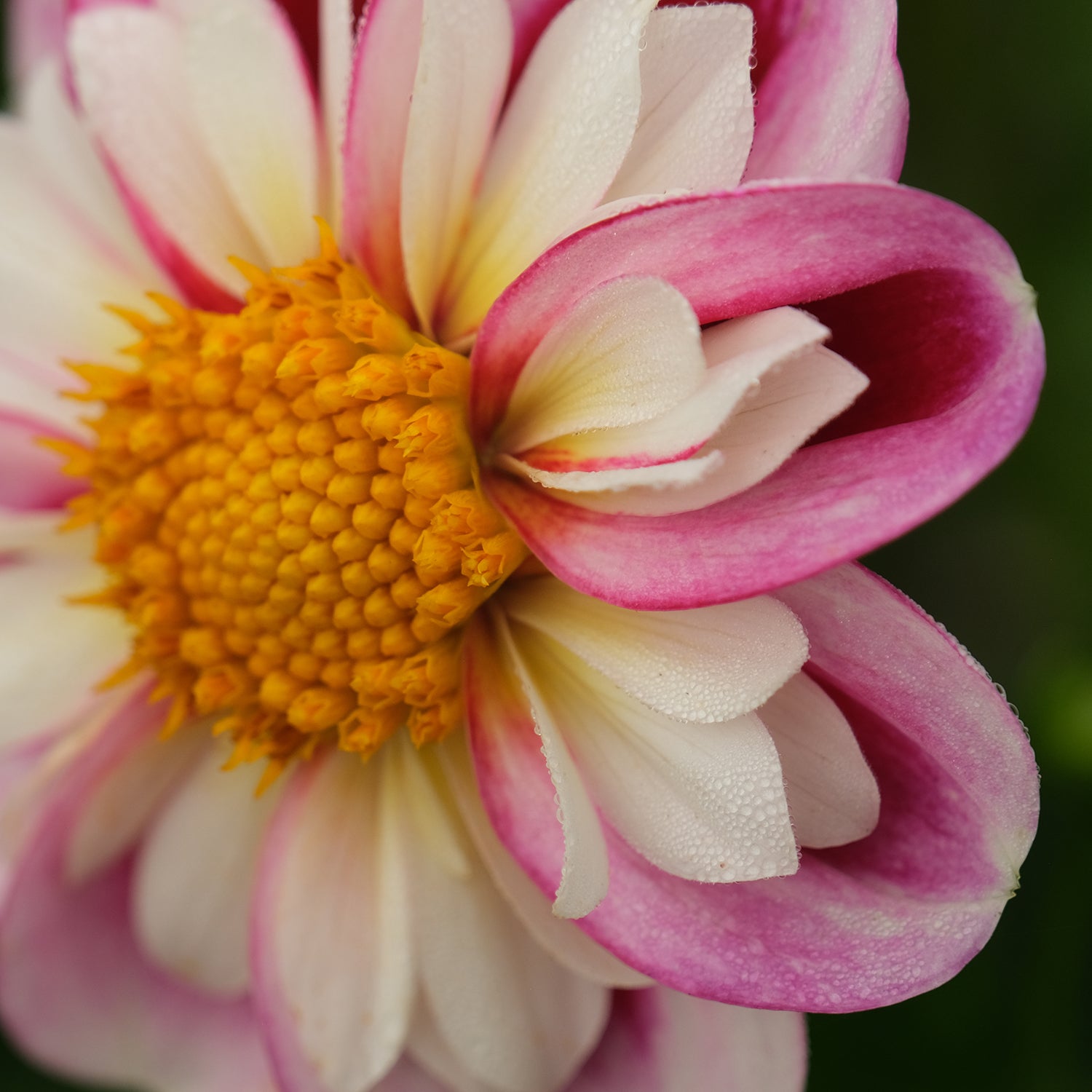 BUMBLE RUMBLE – Geerlings Dahlia
