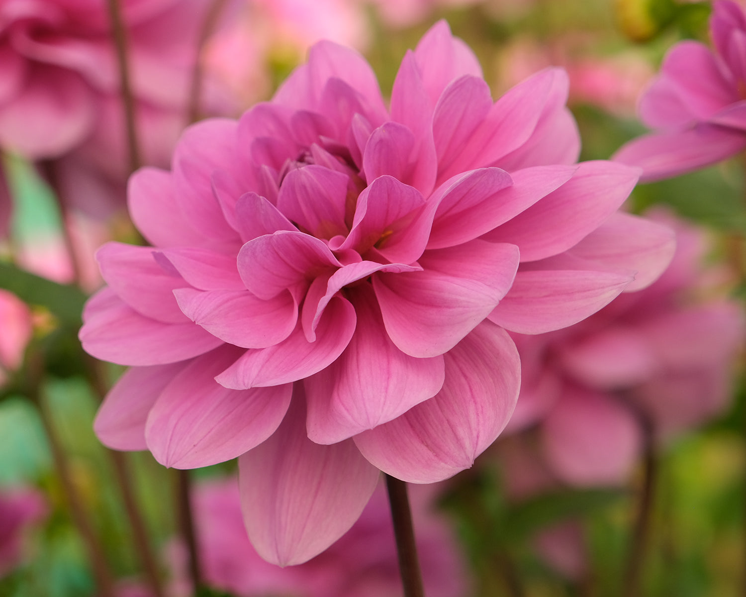 CARLIEN – Geerlings Dahlia