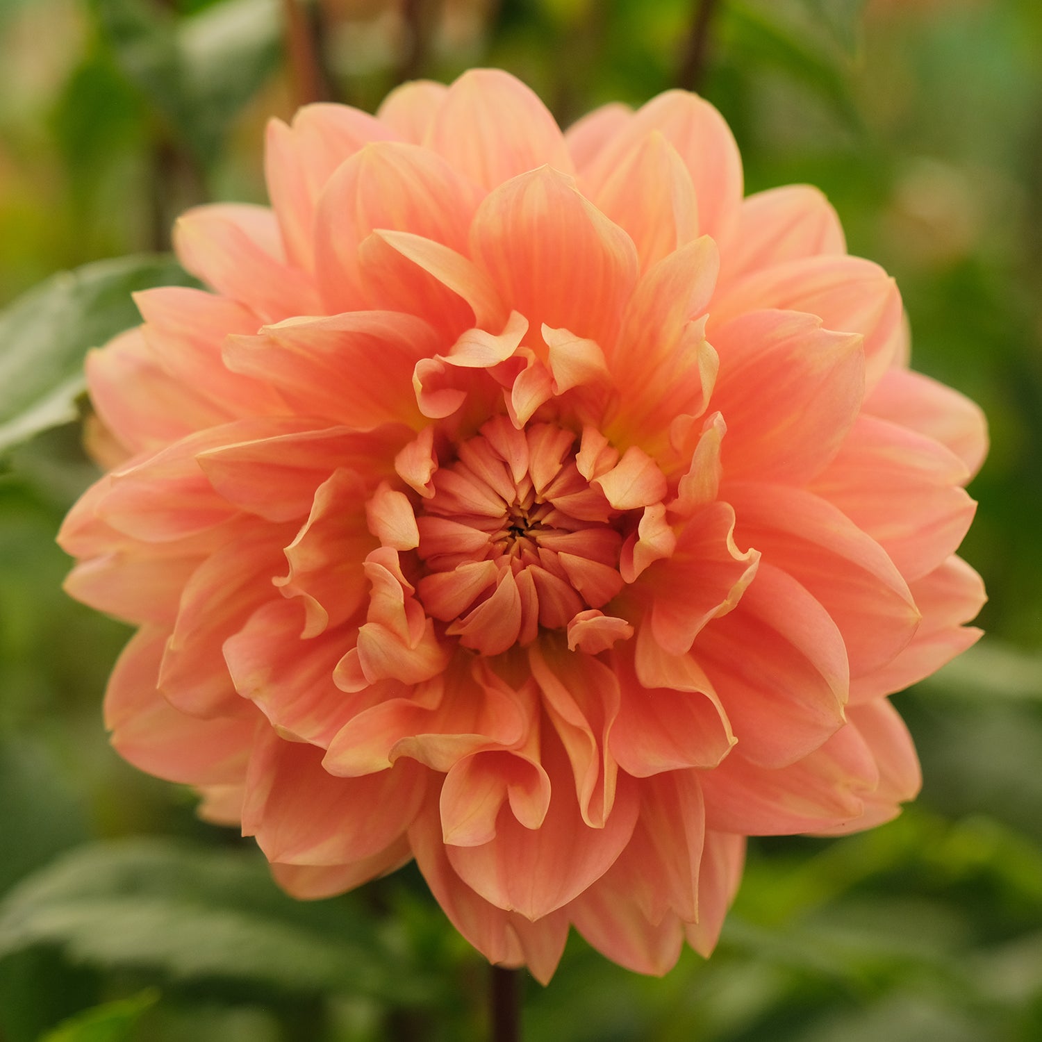 CAROLINE WAGEMANS – Geerlings Dahlia