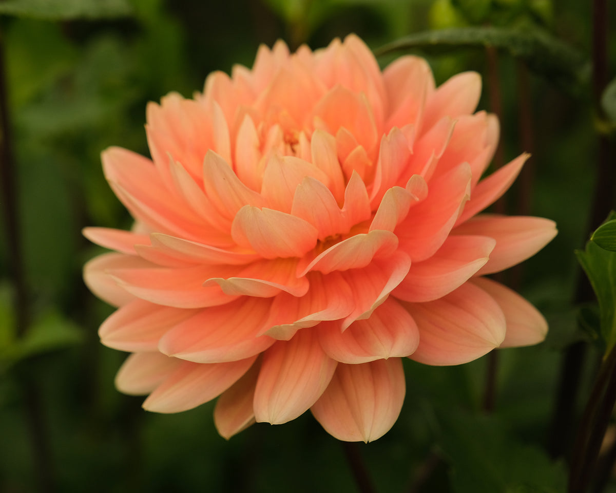 CAROLINE WAGEMANS – Geerlings Dahlia