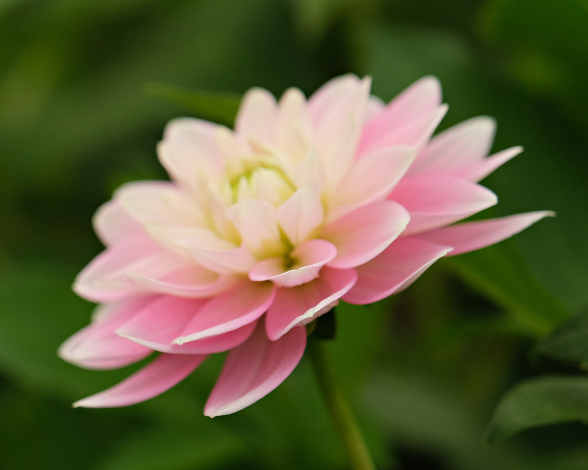 DAPEX PINK DELIGHT – Geerlings Dahlia