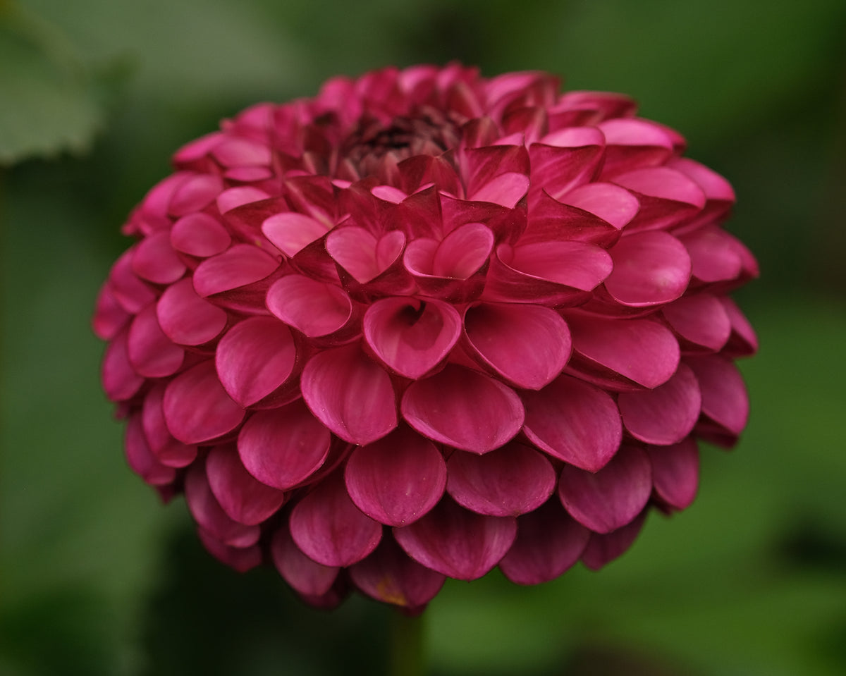 DAVID TENIERS – Geerlings Dahlia