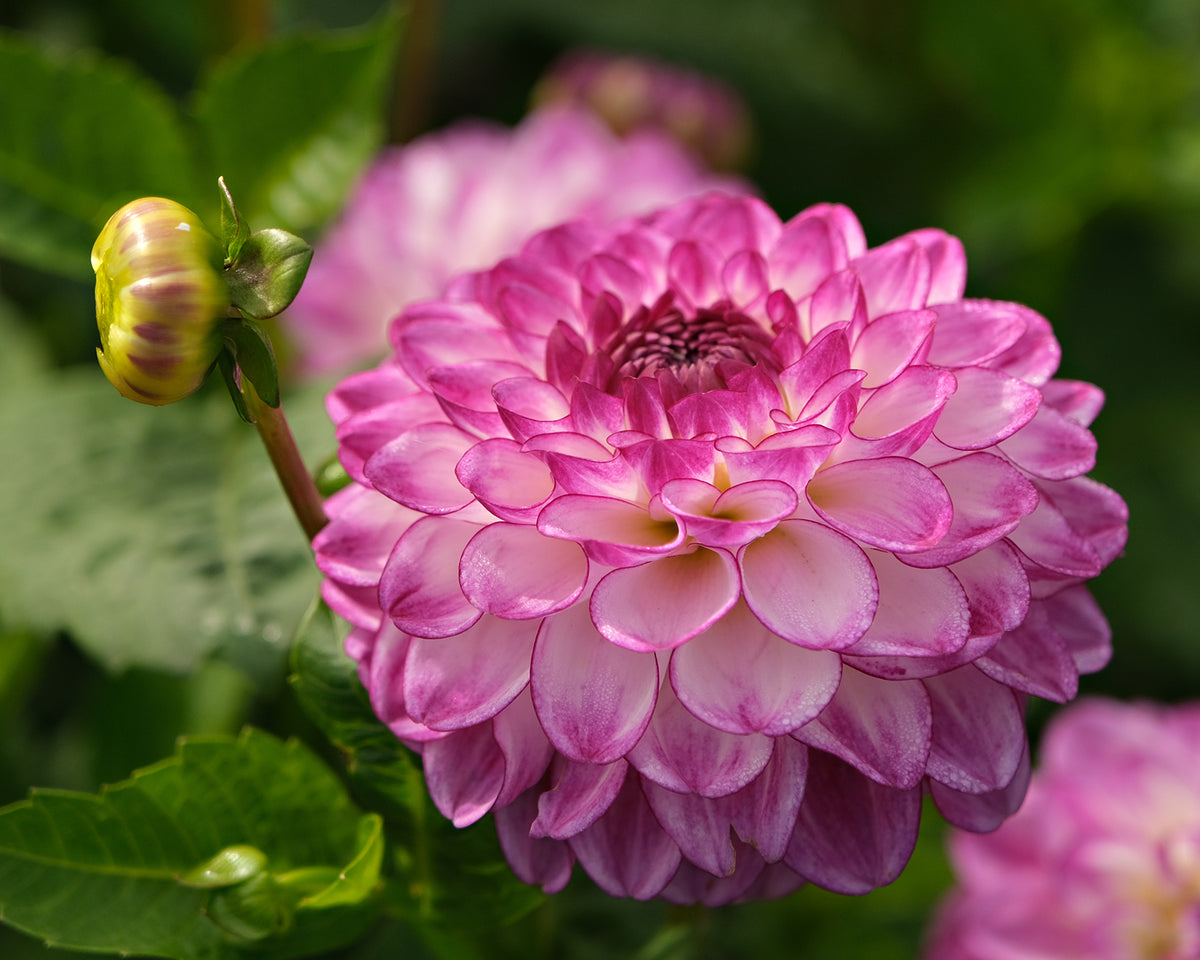 DREAMING MAID – Geerlings Dahlia