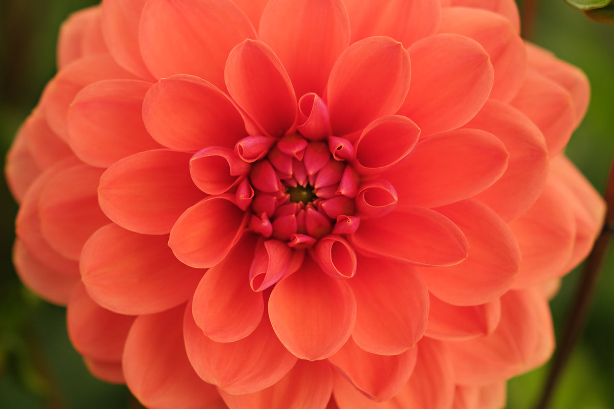 GEERLINGS CUPIDO – Geerlings Dahlia