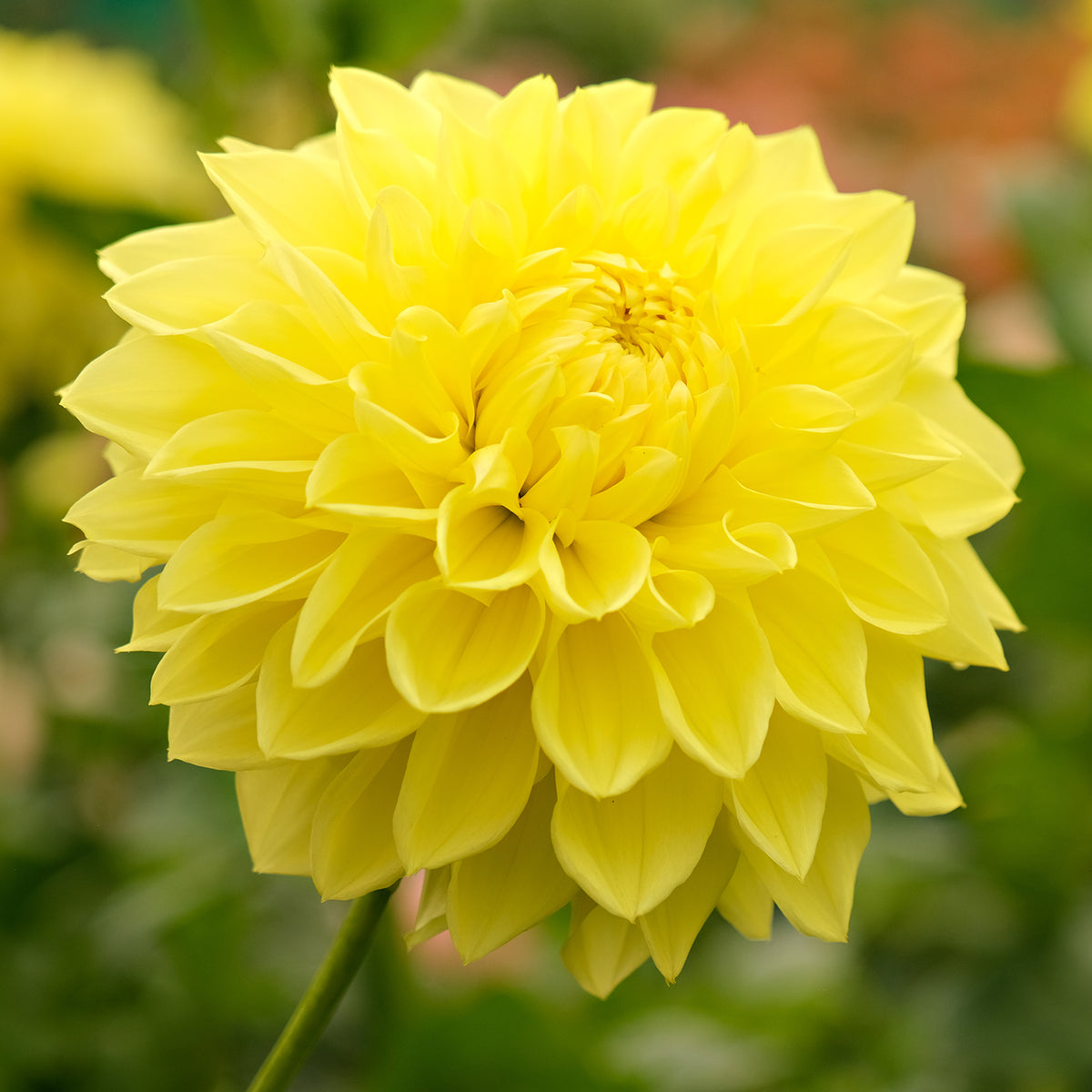 GEERLINGS MOONLIGHT – Geerlings Dahlia