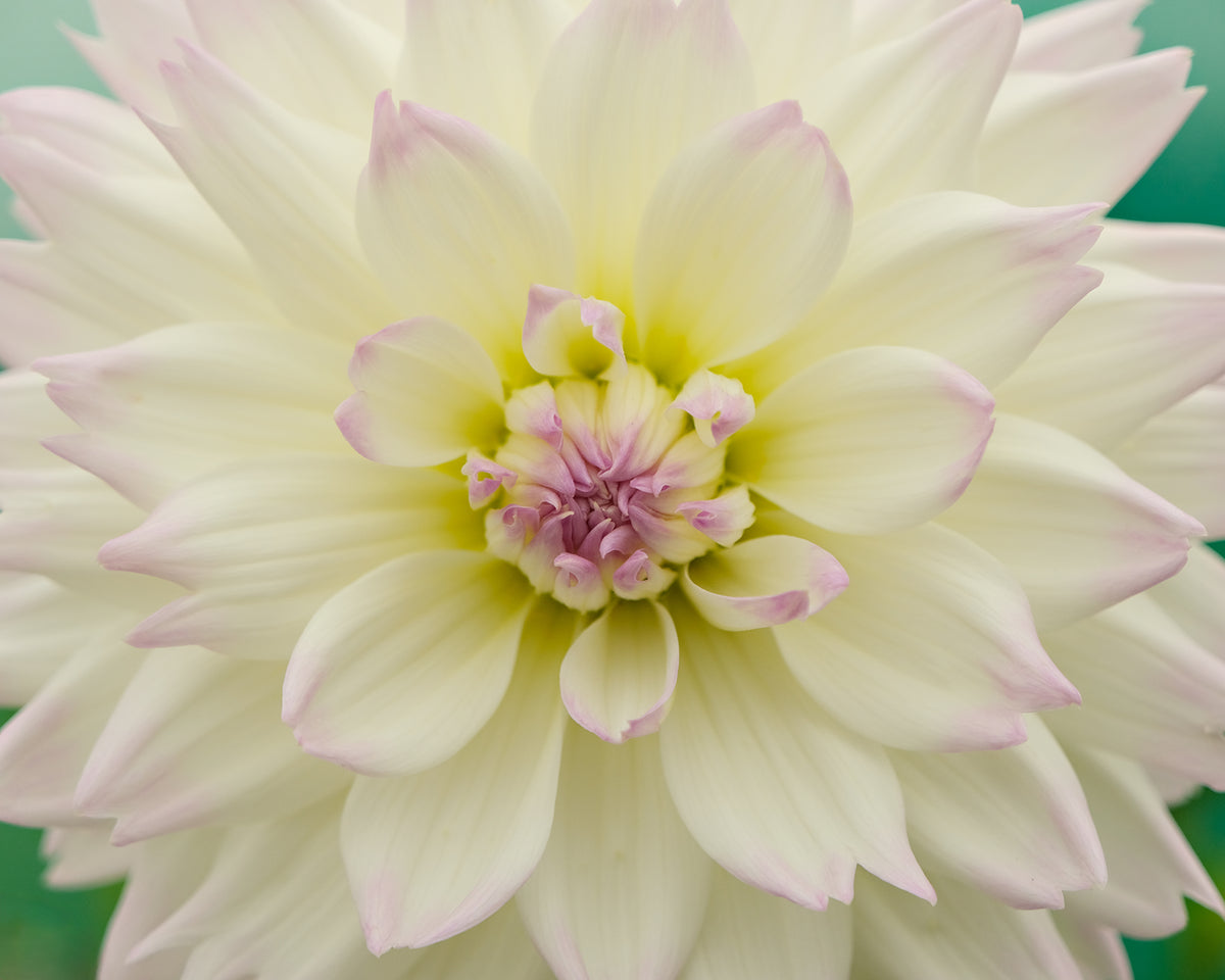 HENK'S BALLERINA – Geerlings Dahlia