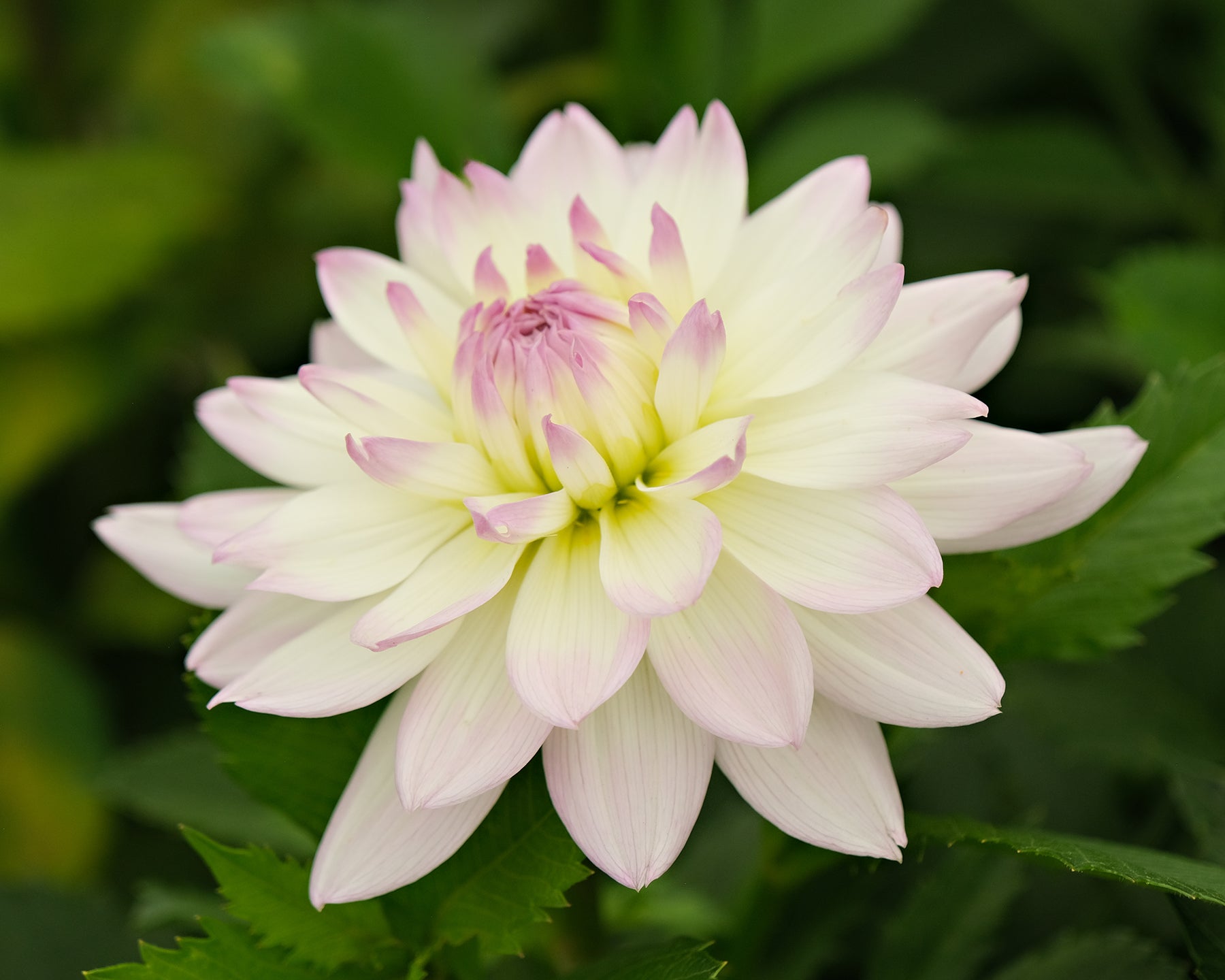 HENK'S BALLERINA – Geerlings Dahlia