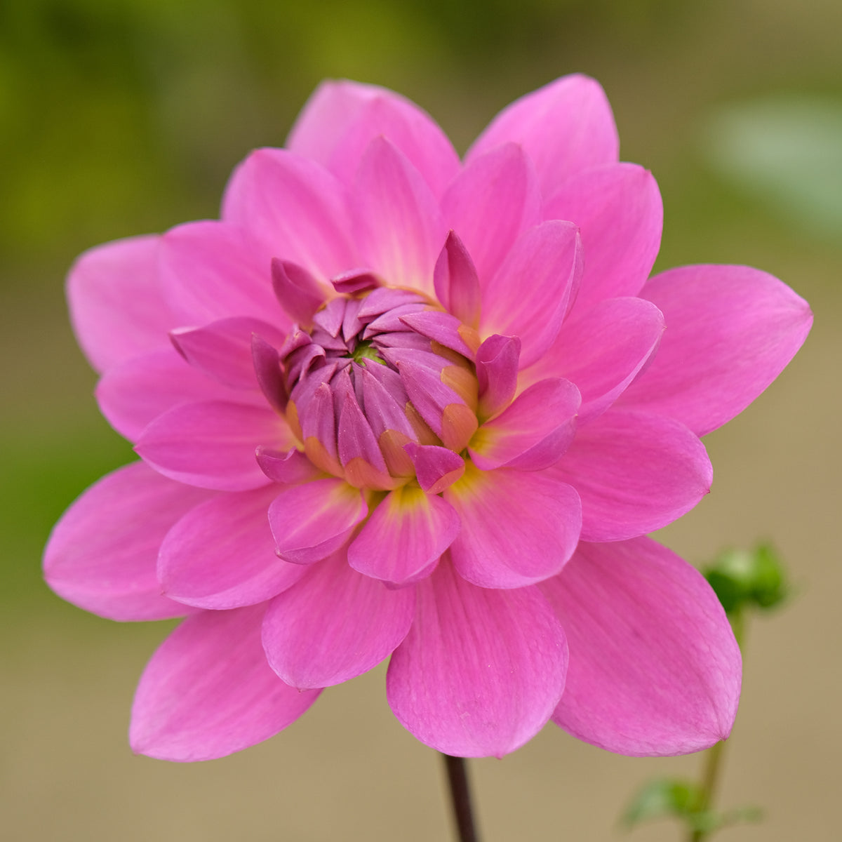 HAPET BLUE SEA – Geerlings Dahlia