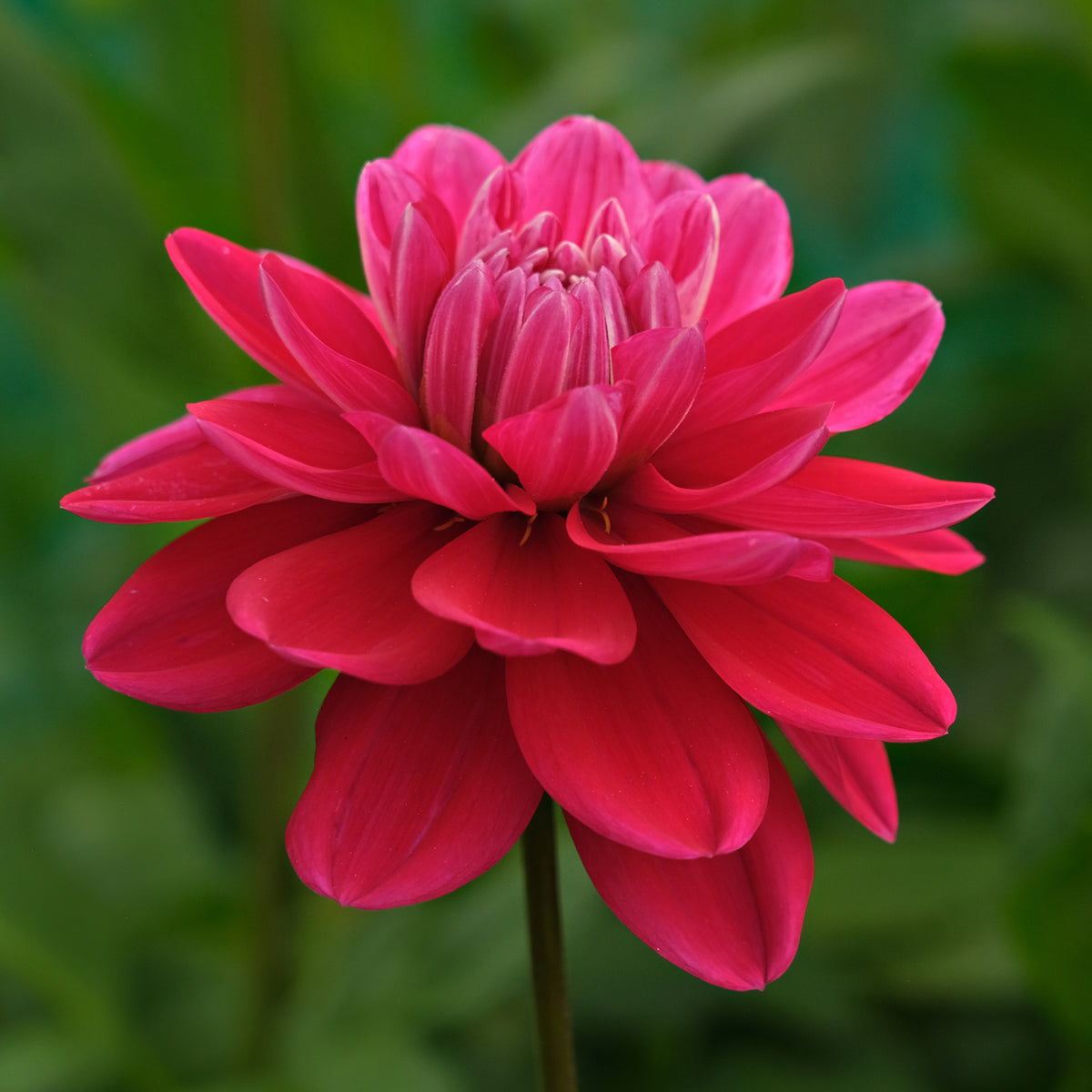 HAPET CHARMING – Geerlings Dahlia