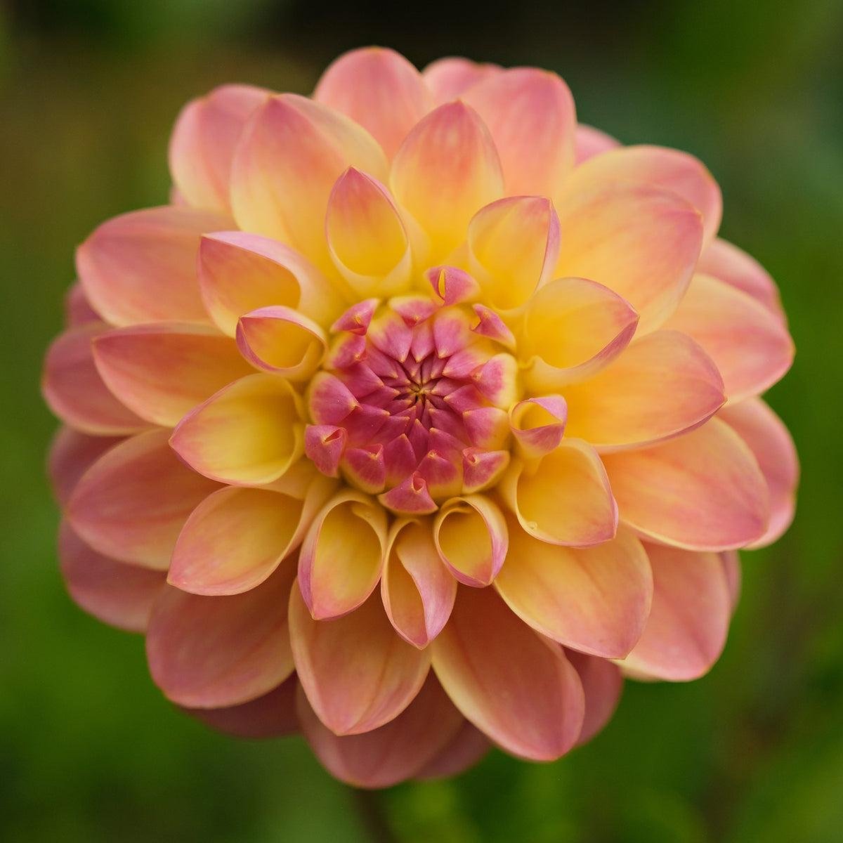HAPET PASTEL – Geerlings Dahlia
