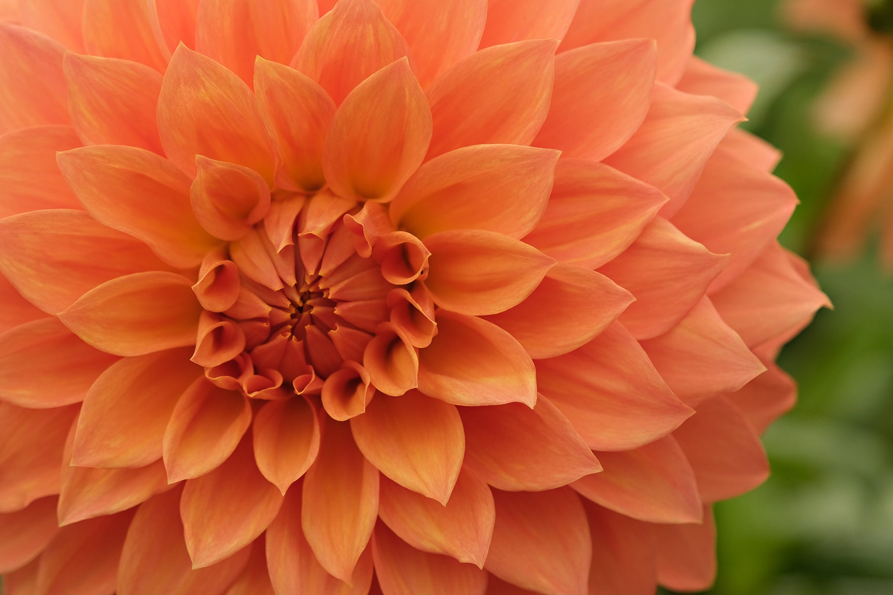 HAPET SPARTAN – Geerlings Dahlia