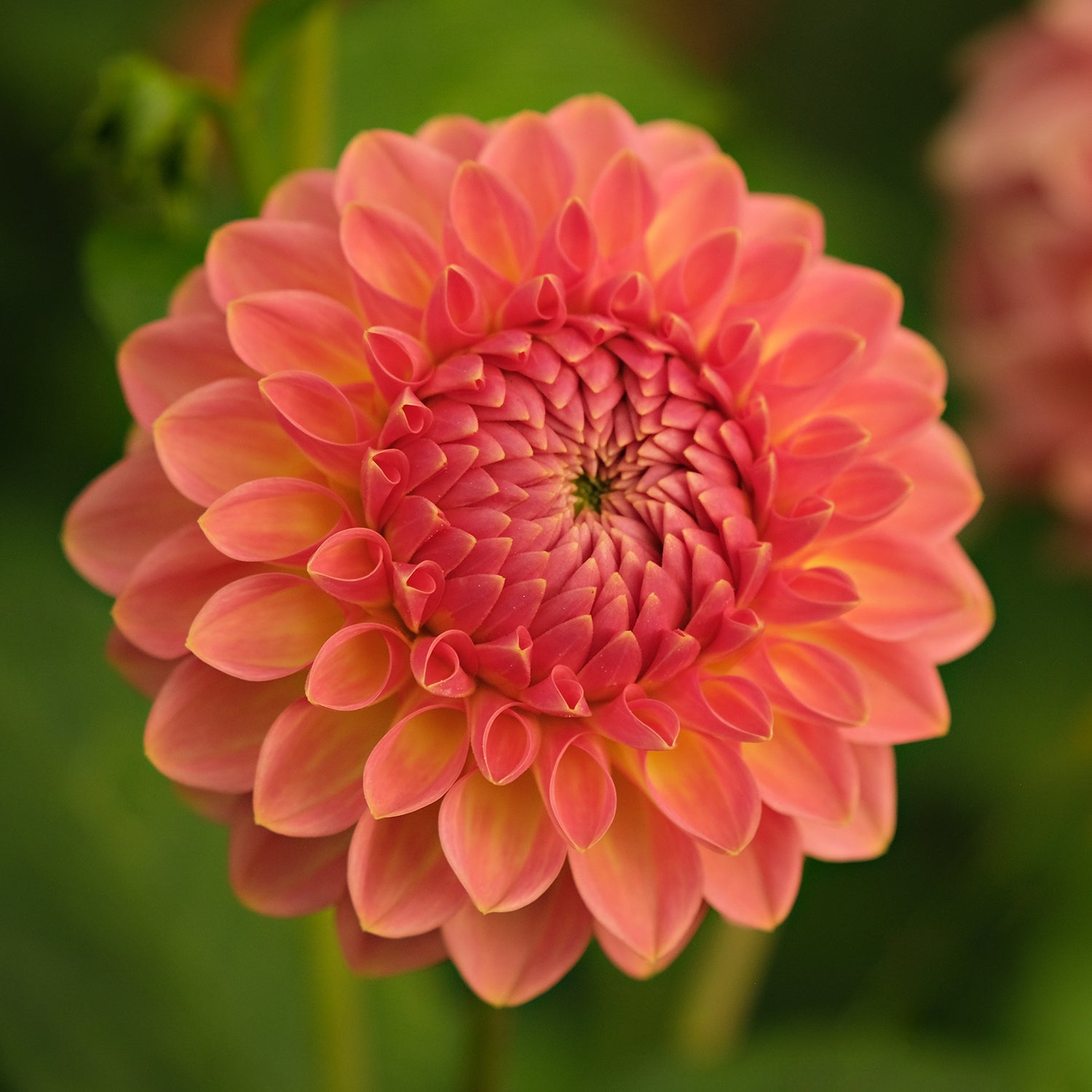 HILLCREST SUFFUSION – Geerlings Dahlia