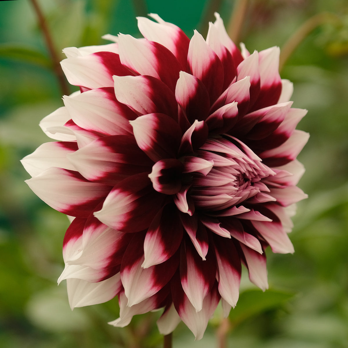 KAZUSHA SHIRANAMI – Geerlings Dahlia