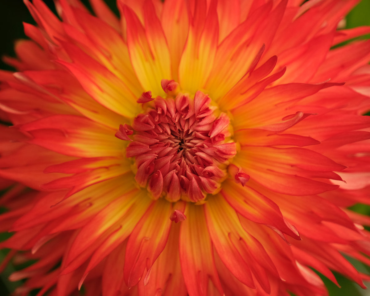 LE FEU DU SOLEIL – Geerlings Dahlia