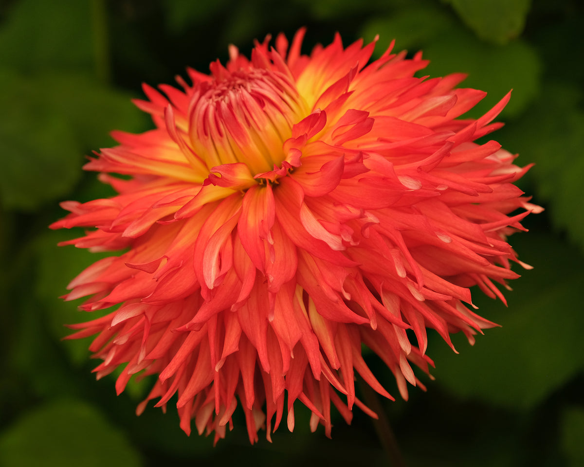 LE FEU DU SOLEIL – Geerlings Dahlia