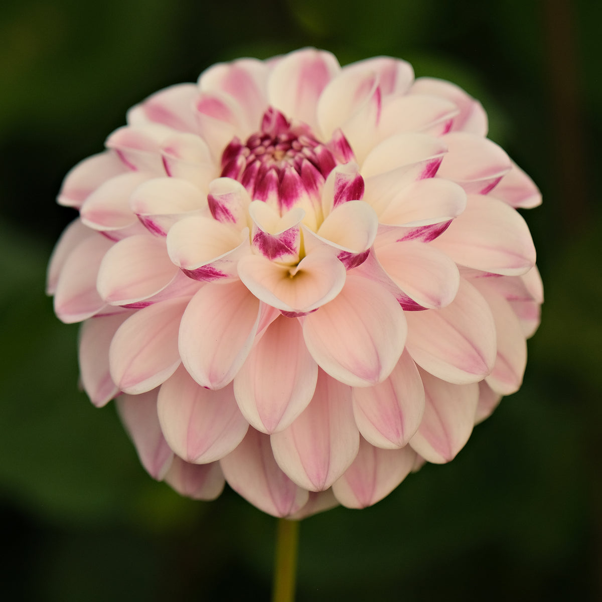 MAGICIAN – Geerlings Dahlia