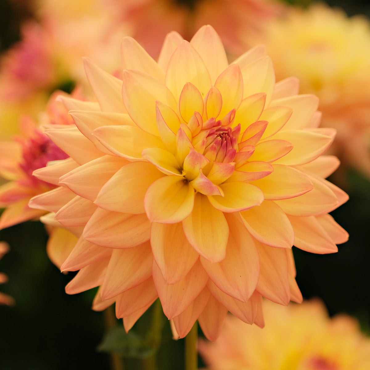 MELODY DORA® – Geerlings Dahlia