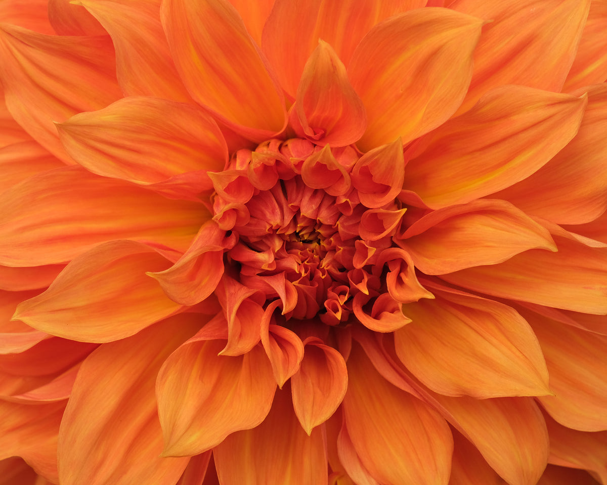 MY PRIDE – Geerlings Dahlia