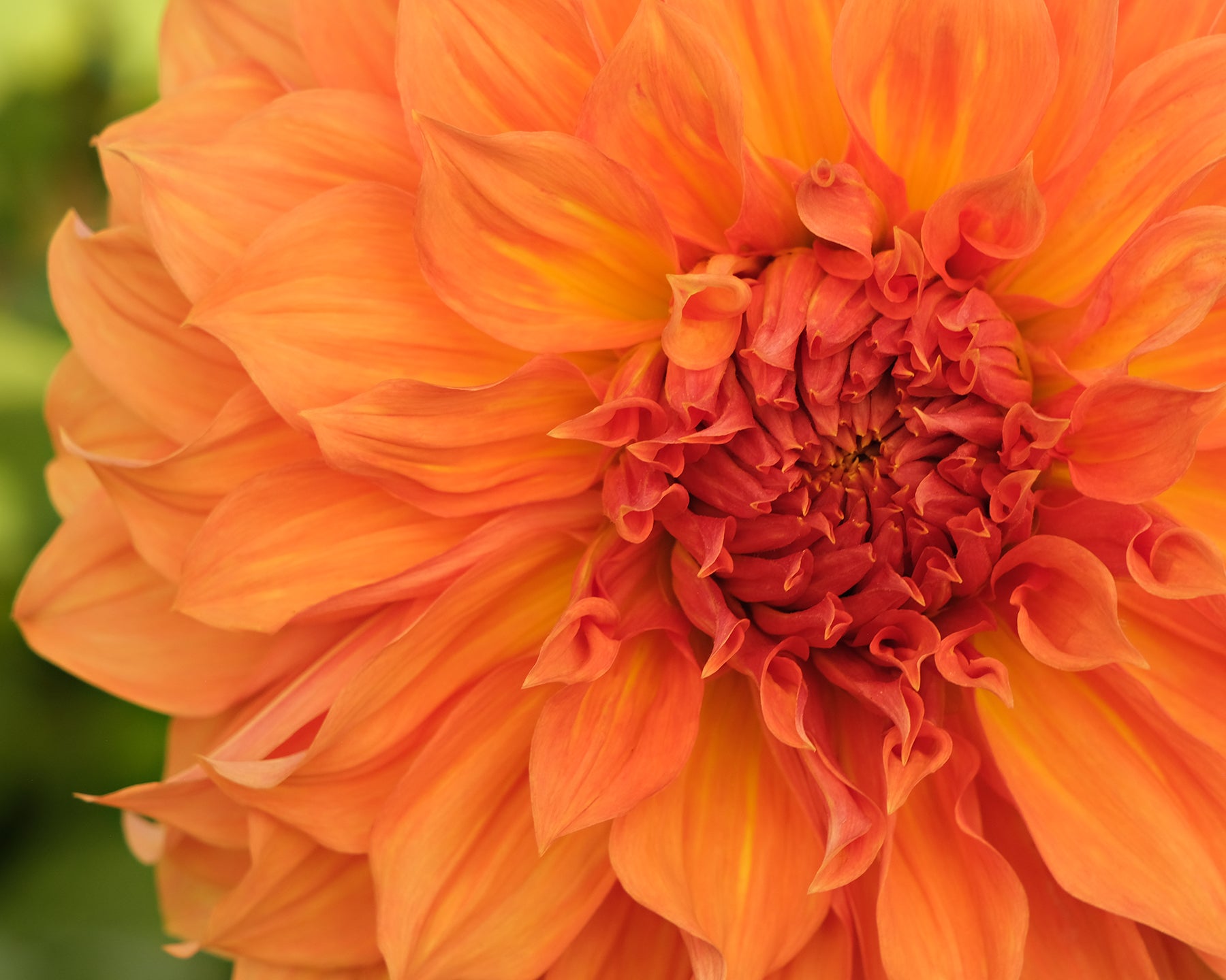 MY PRIDE – Geerlings Dahlia