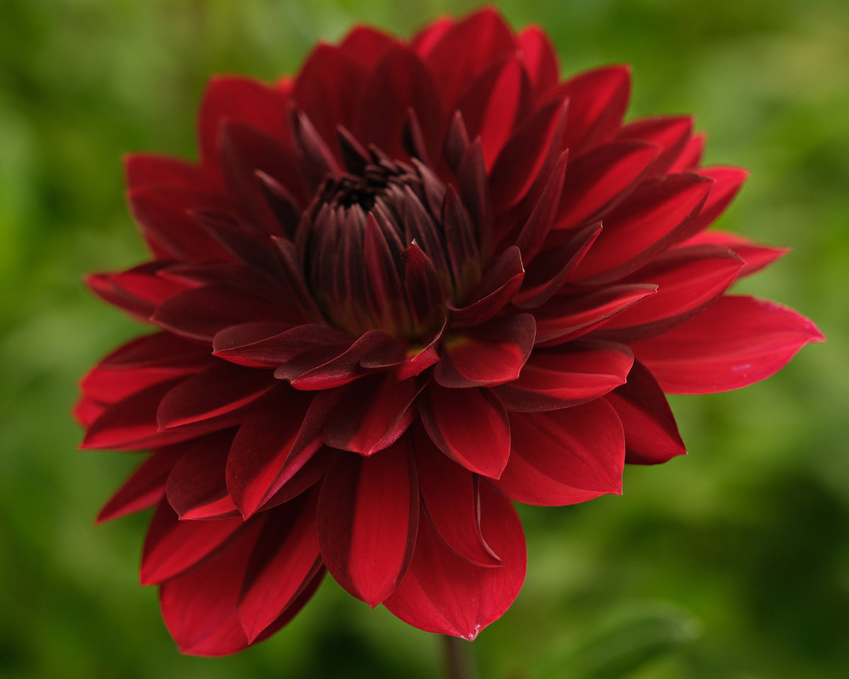 NATIONAL VELVET – Geerlings Dahlia