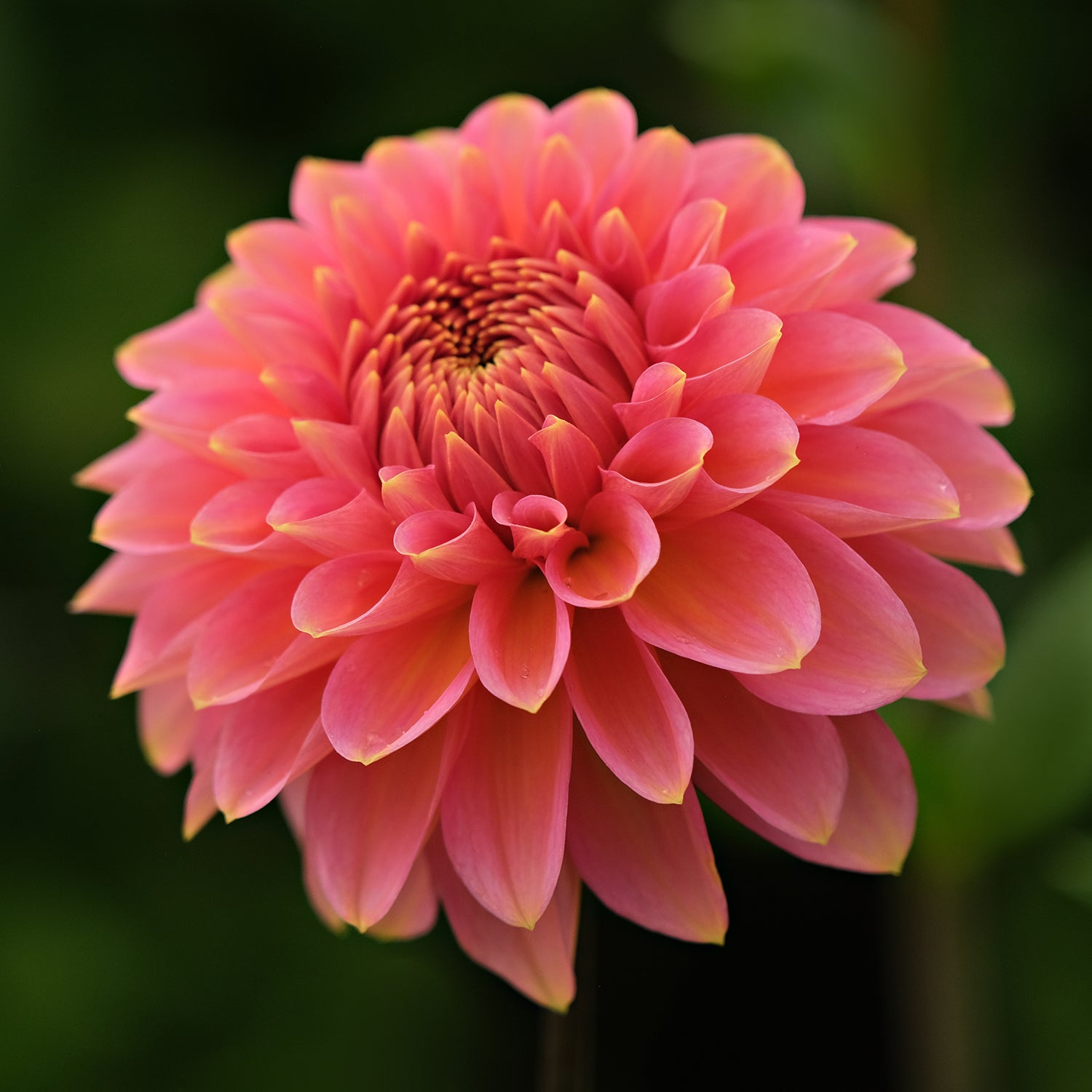 RINA BREDIE – Geerlings Dahlia