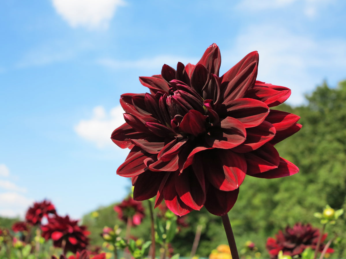 SAM HOPKINS – Geerlings Dahlia