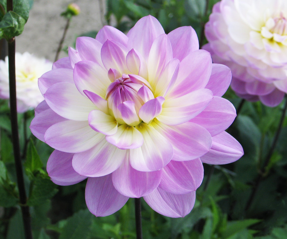 SANDIA MELODY – Geerlings Dahlia