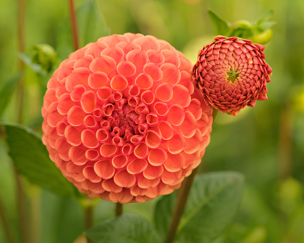 SHEILA – Geerlings Dahlia